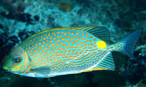 DUNIA IKAN: ikan Baronang