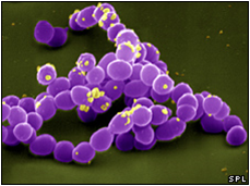 HIGIENE I ALIMENTS: Streptococcus fecales