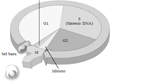 Pengertian Tahapan Profase, Metafase, Anafase Dan Telofase Dalam Proses ...