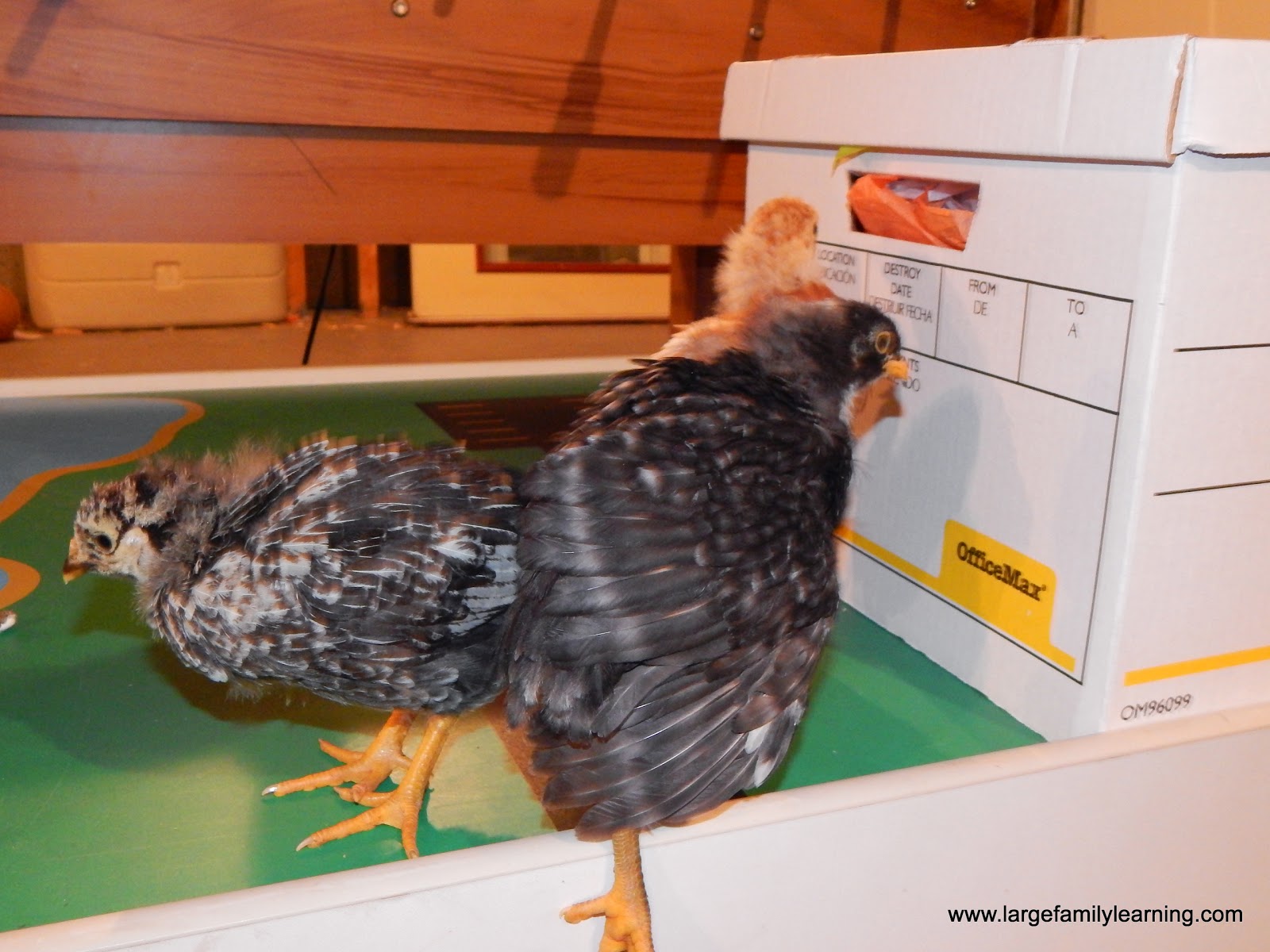 Large Family Learning : Raising Baby Chicks: 3 Weeks Old