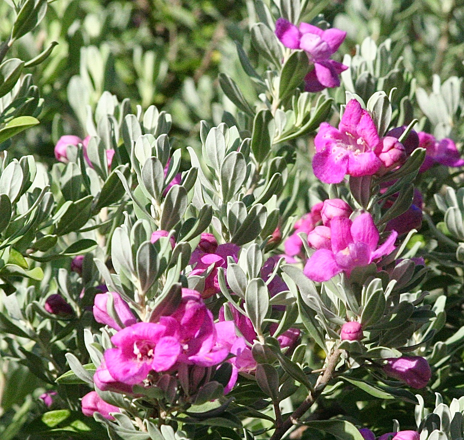 Backyard Nature Wednesday: Leucophyllum frutescens