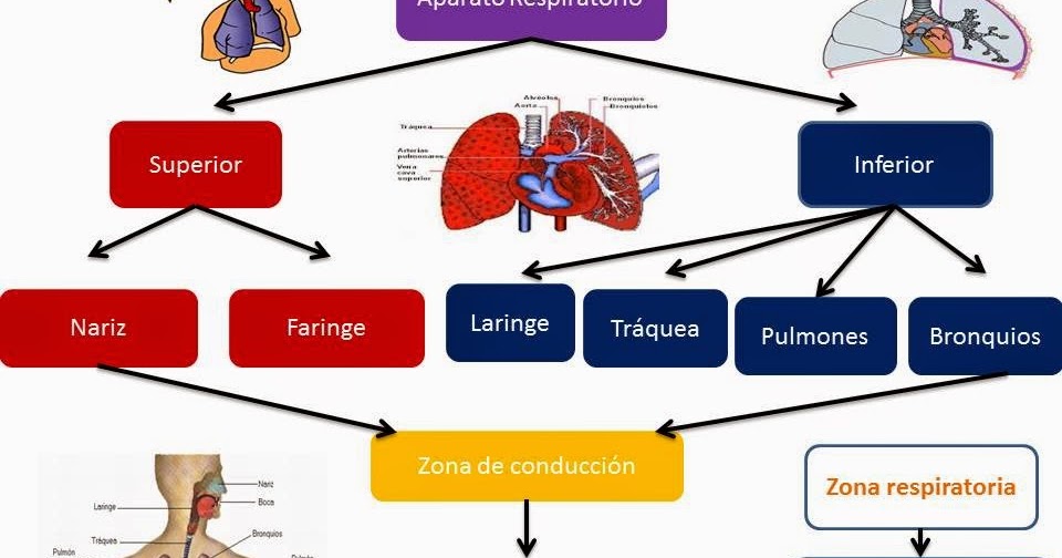 Mapa Conceptual Del Oxigeno - arbol