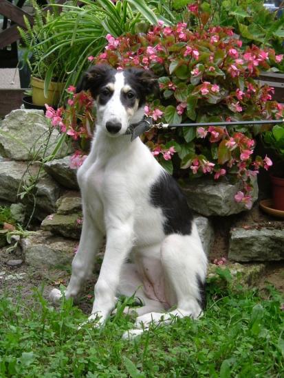 Working Puppies Pictures Information