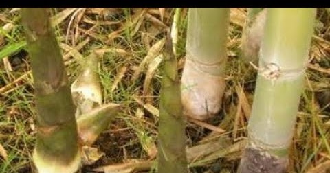 Rebung ?? Apa itu ?? Ini Dia Yuk Baca Ternyata Ini Makanan Sehat Loh