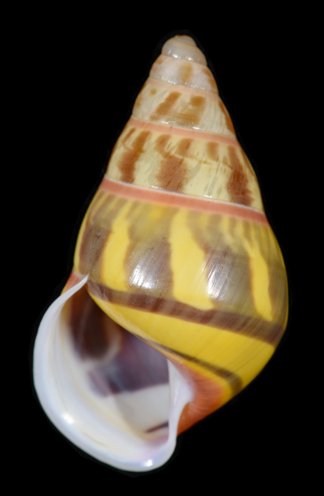Dr. Lee's Gallery Museum: Amphidromus quadrasi f. dubius 29.47mm