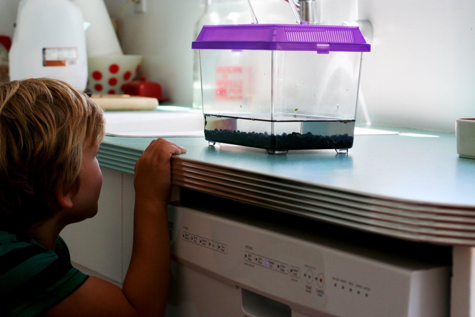 Lilly and the brothers: The Great Tadpole Experiment of 2011 & Basic ...