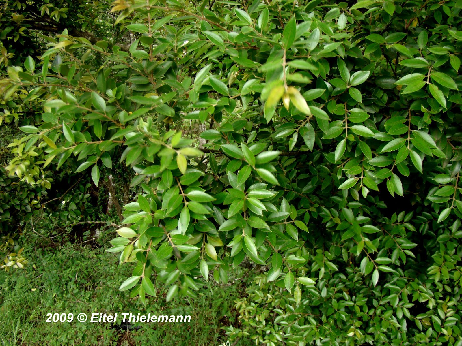 Apuntes botánicos: ÁRBOLES CHILENOS