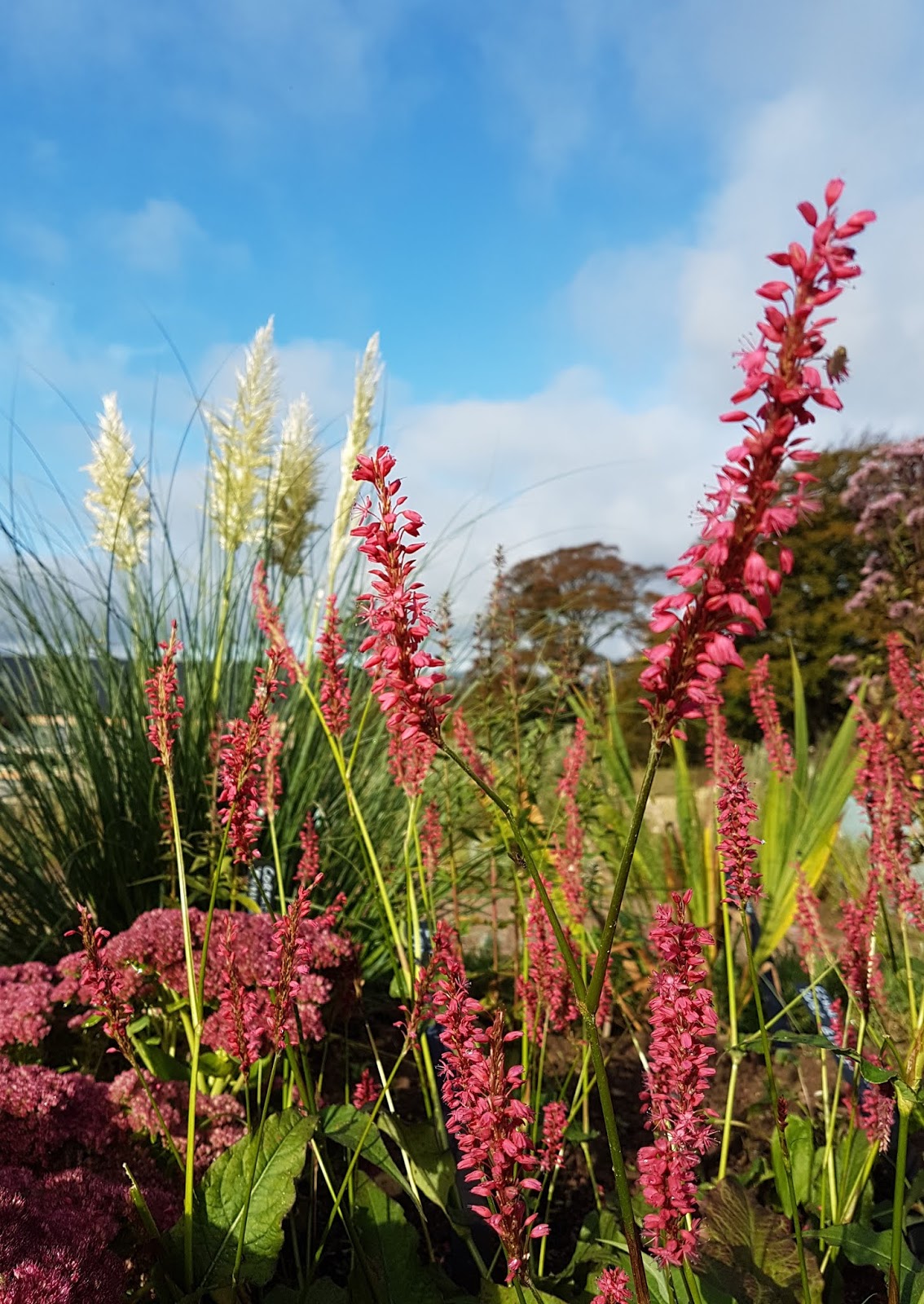 Plant Profile: Persicaria