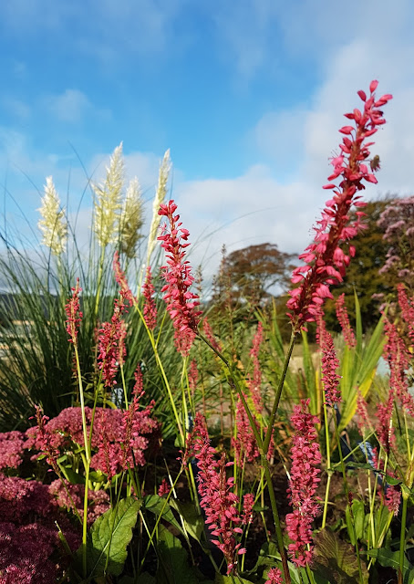 Plant Profile: Persicaria