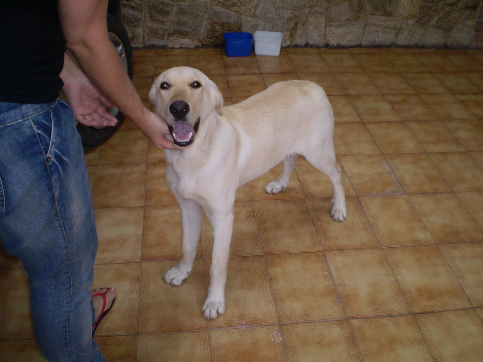 ABC dos Bichos: Filhote de labrador...