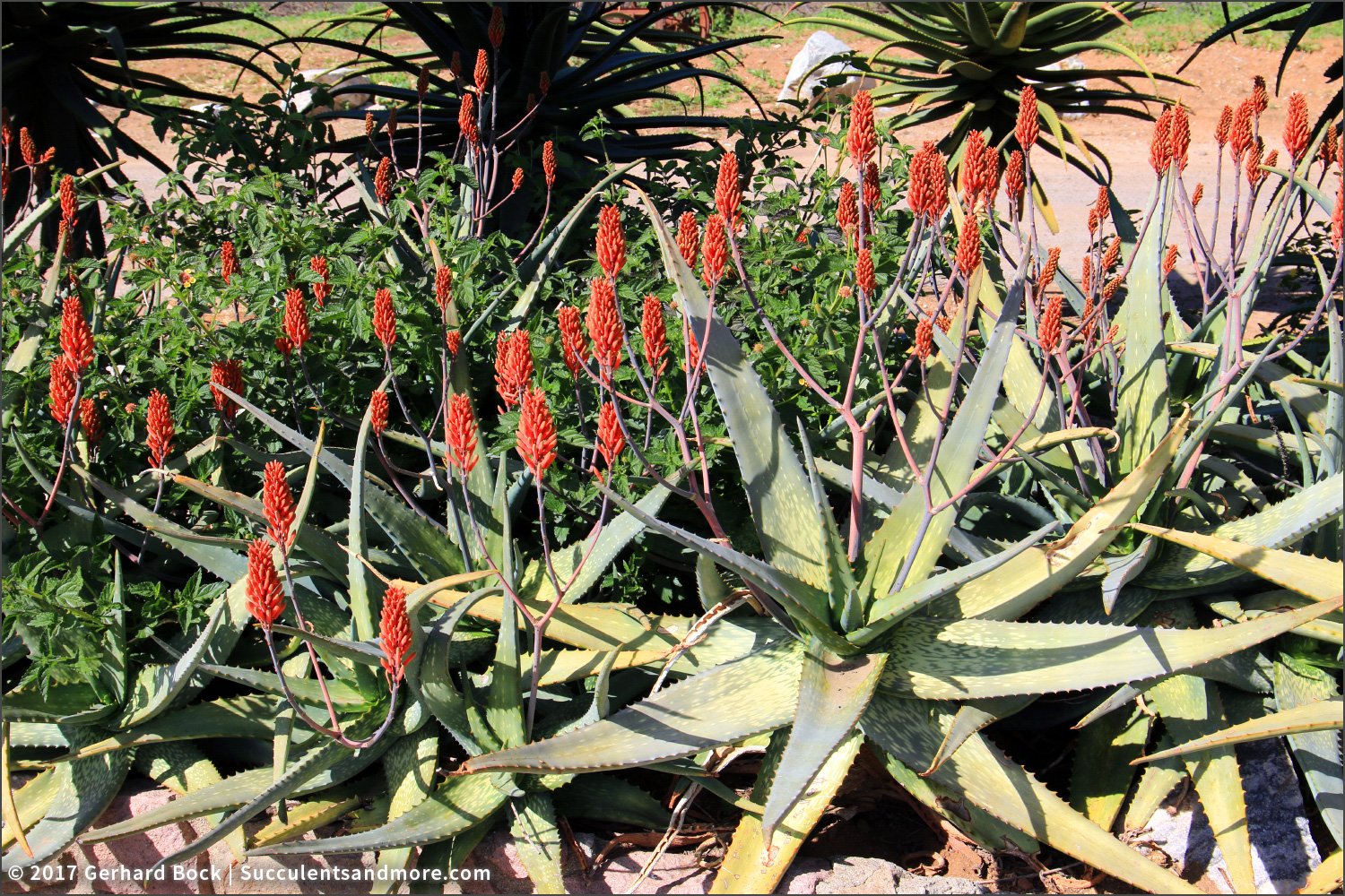 Aloe wonderland at Jurupa Mountains Discovery Center in Southern California