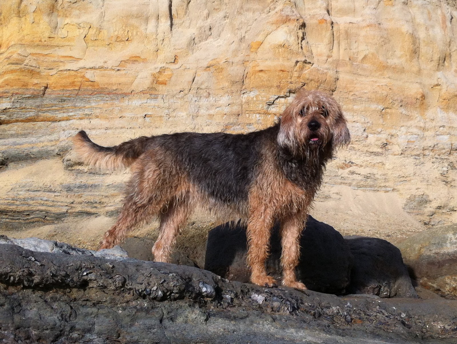 Everything about your Otterhound - Luv My Dogs
