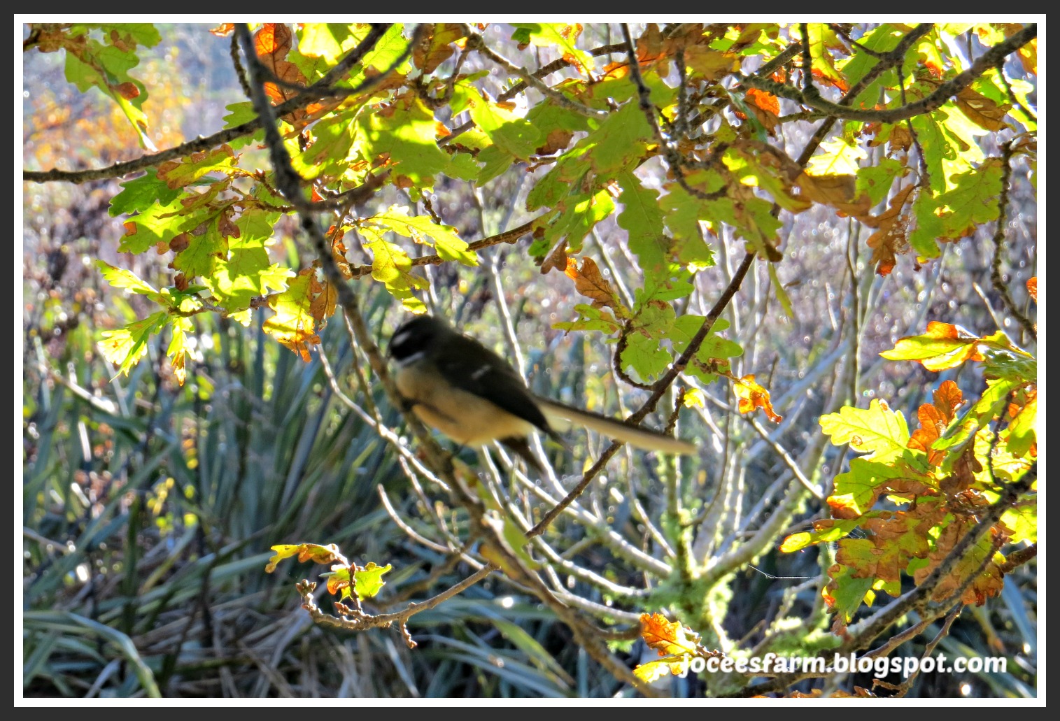 Jocees Farm: 5 NZ Native Birds To Enjoy