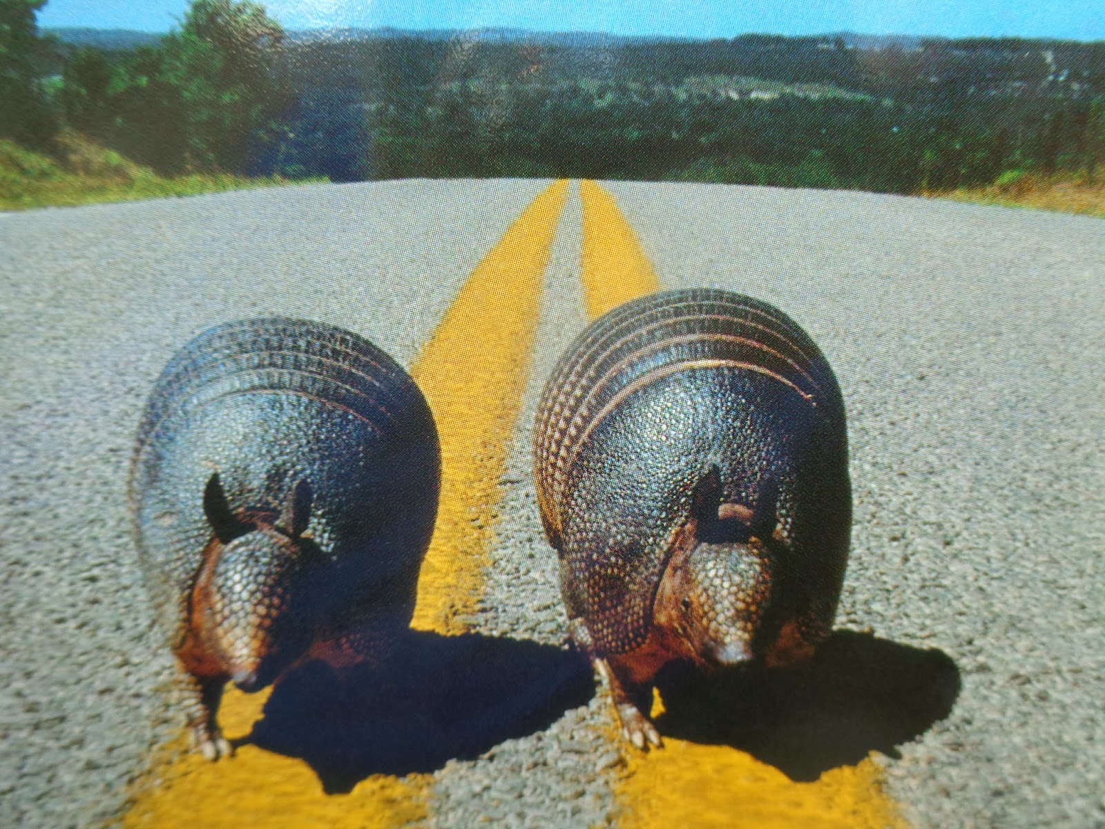 SUSTAINABLE LIVING INSTITUTE (SAVE): ARMADILLO MILK ANYONE?