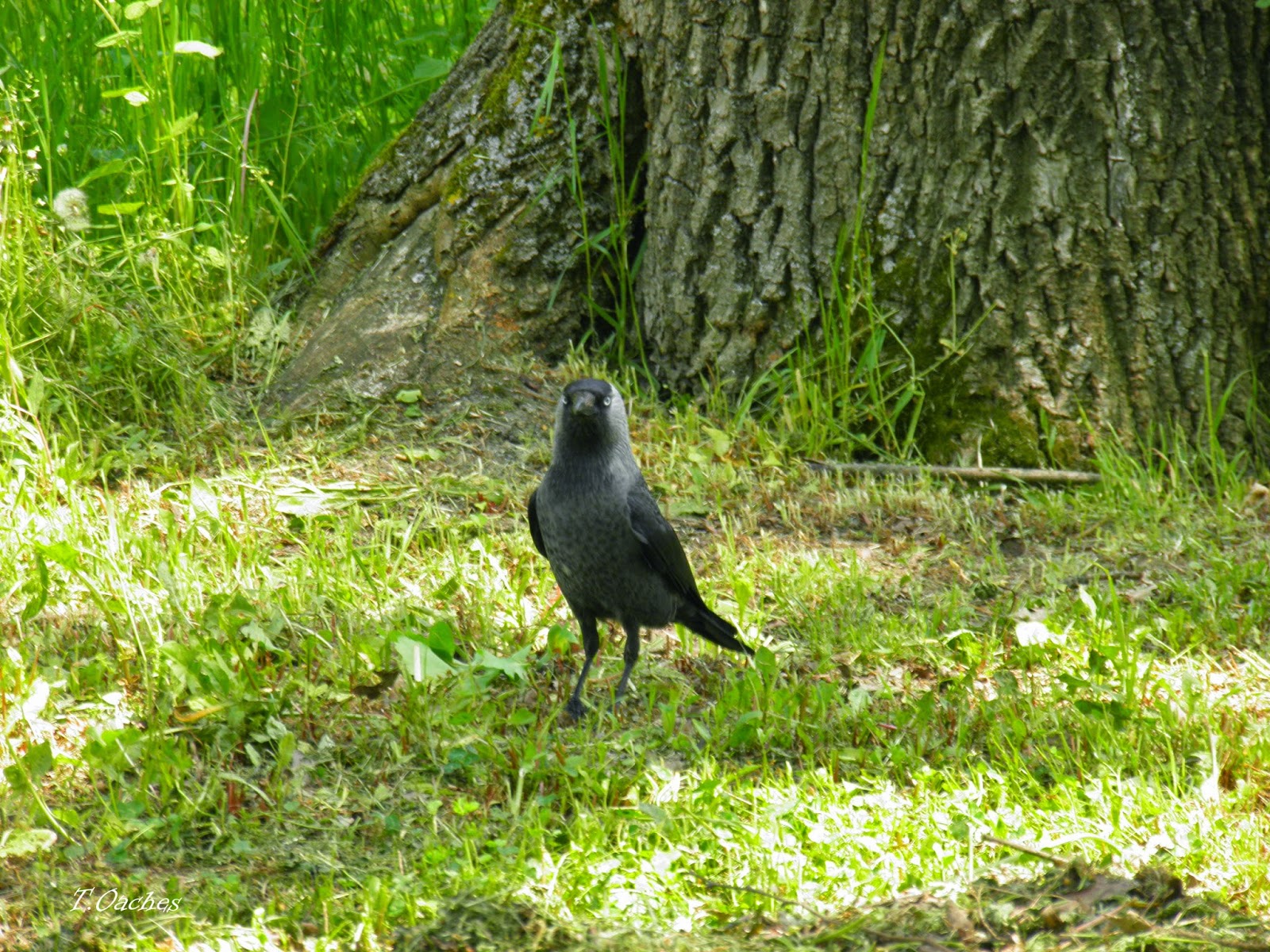 PASARI DIN ROMANIA: STANCUTA, Corvus monedula