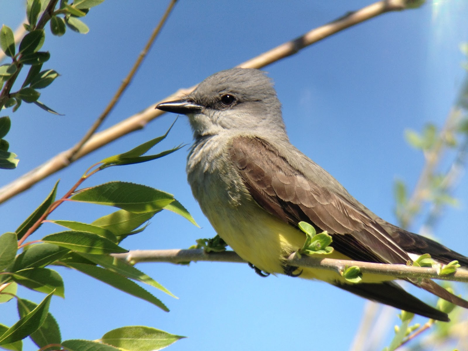 Birding Is Fun!: Western Kingbird