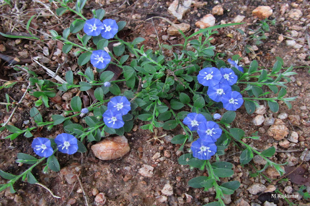 Evolvulus alsinoides - Dwarf Morning Glory - Flowers of Tamilnadu
