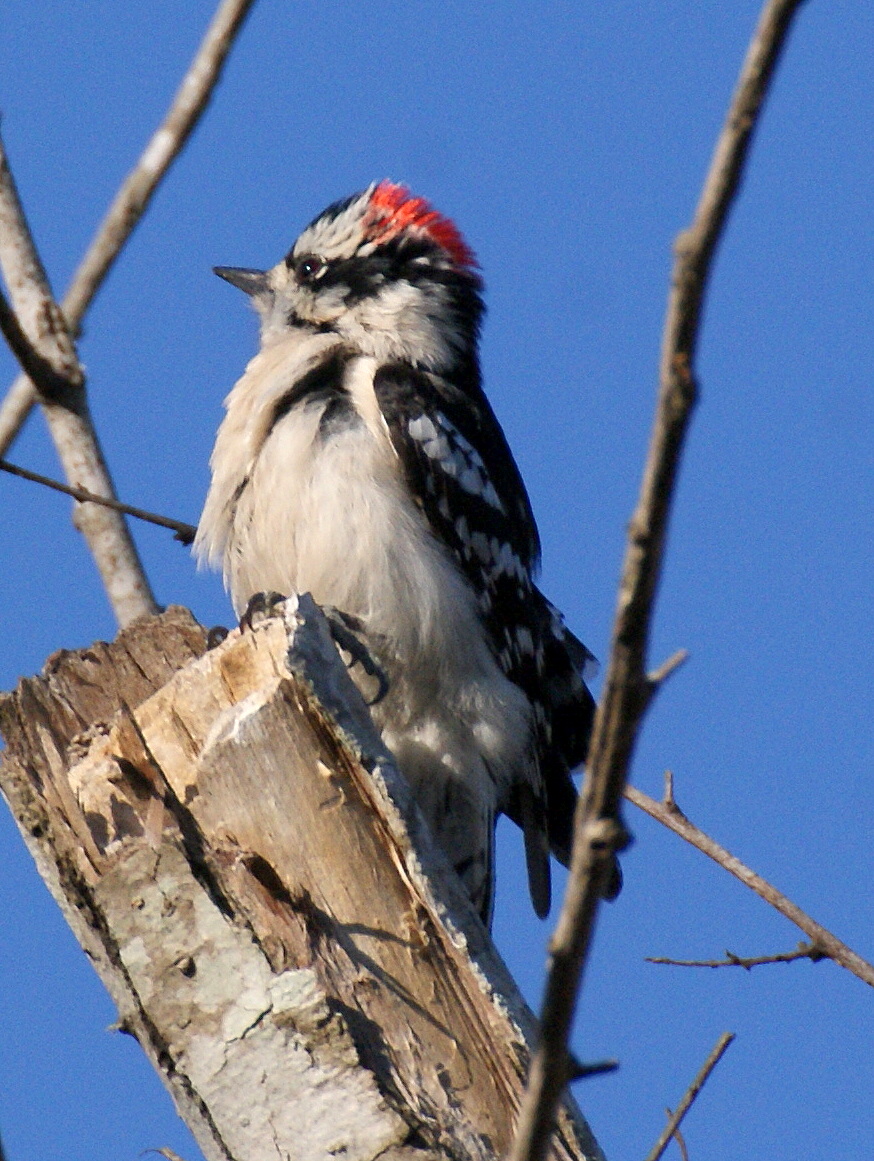 SE Texas Birding & Wildlife Watching: Prairie Birds