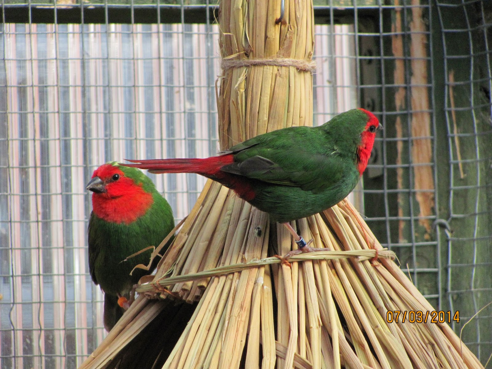 Adventures in Bird-Keeping: Who's Who of Exotic Finches