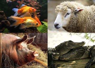 Interesting Facts About the Animals That You Did Not Know - Rapid Beat