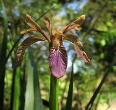 Herbs-Treat and Taste: IRIS OR STINKING GLADWYN - NOT REALLY A STINKER ...