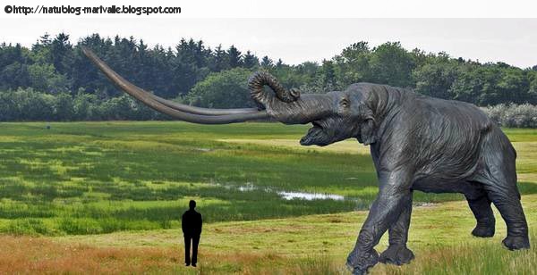 natublog: Los mastodontes verdaderos:Mammut borsoni