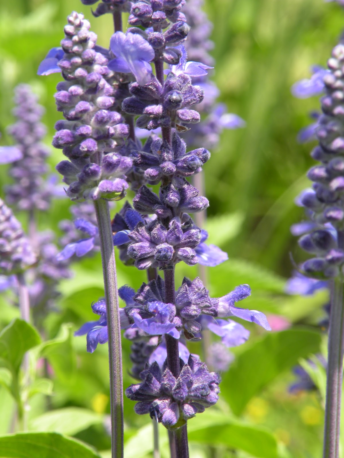 Mary's Louisiana Garden: Victoria Blue Salvia