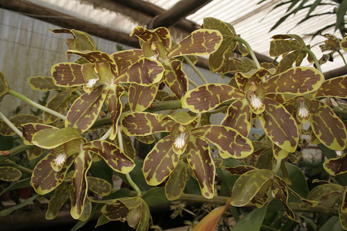 BEBERAPA JENIS ANGGREK MACAN CARA PERAWATANNYA | Tips Petani