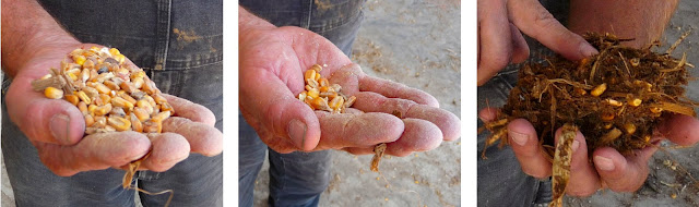 Facing Hunger in America: Surprises from an Iowa Farm