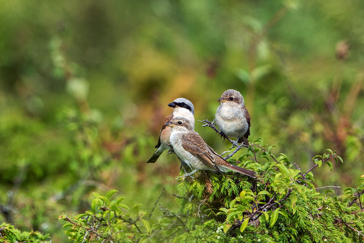 Photographer John Stenersen: Late summer birds in Southern Norway