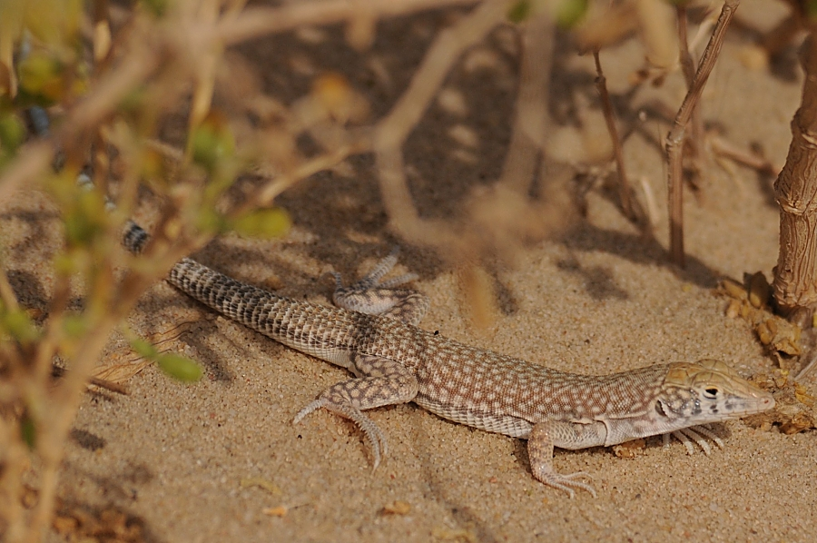 Birds of Saudi Arabia: Schmidt's Fringed-toed Lizard