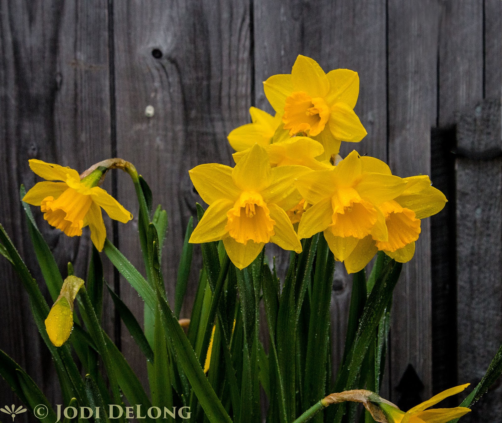 Bloomingwriter: Gardening in Nova Scotia: Spring is springing in Nova ...