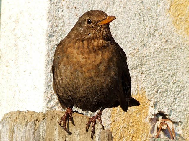 Lumea vieţuitoarelor: Mierla neagră ( Turdus merula )