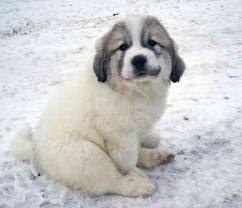 Colorado Great Pyrenees Rescue Community: Great Pyrenees Coat Colors