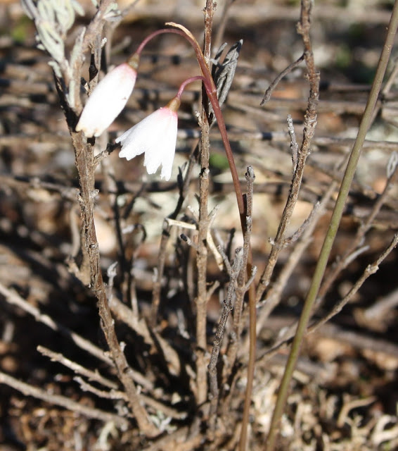 Flora da Serra da Arrábida: Campainhas-de-Outono (Leucojum autumnale)