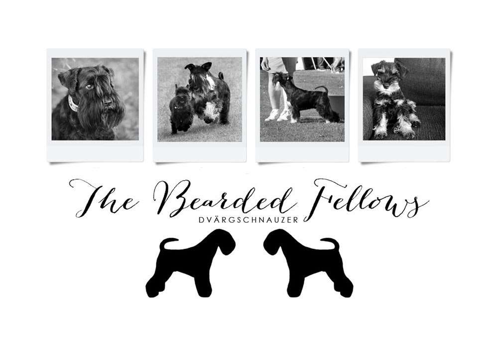 The Bearded Fellows: TRIMNING