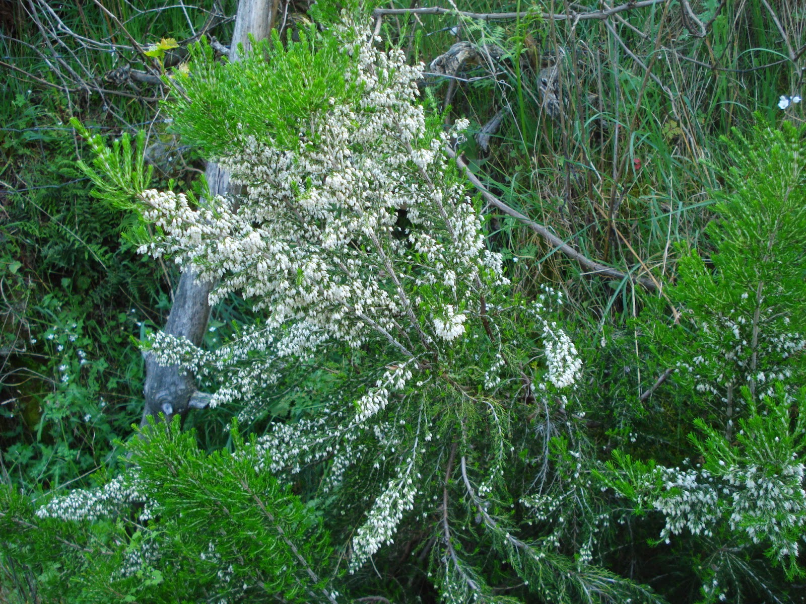 Dos Enxidros (Série II): Urzes