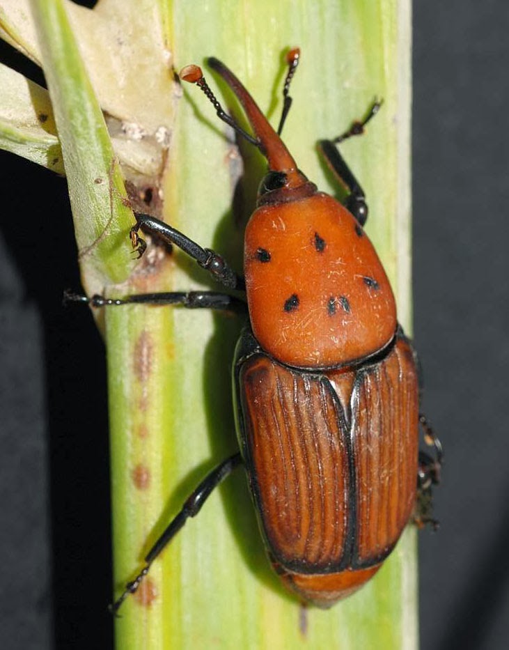 Un camp de margarides: La Saga Del Picudo Rojo