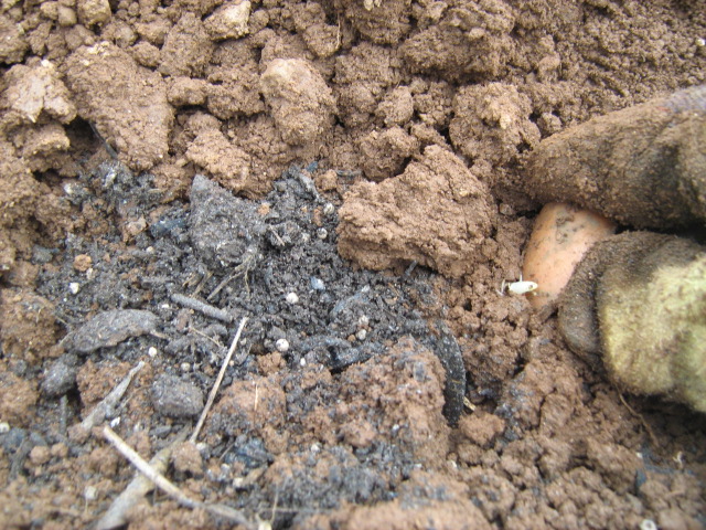 Terramanhada: Como cultivar batatas