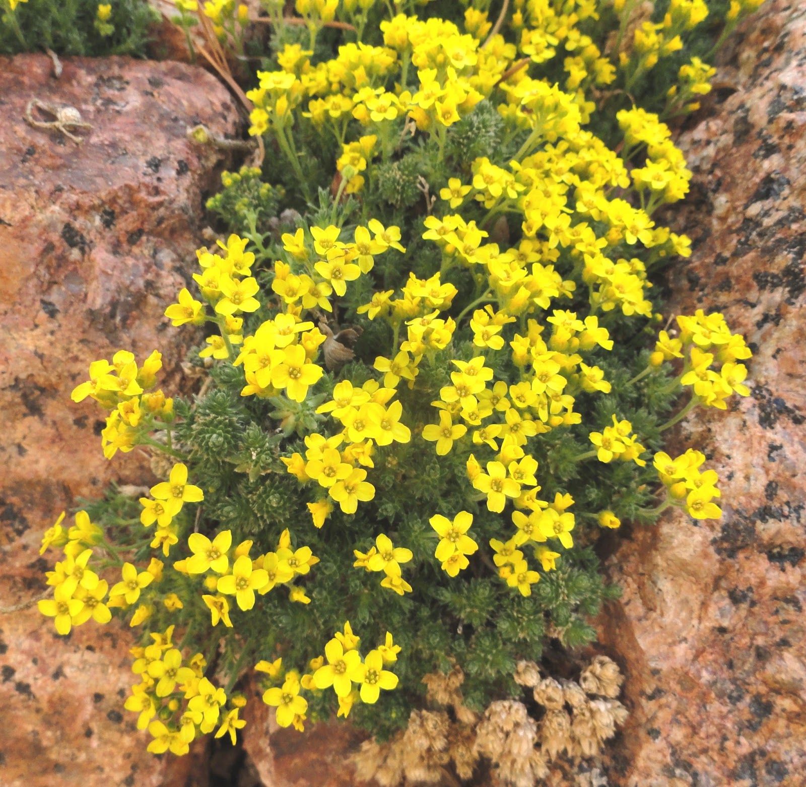 Prairiebreak: Daft over Drabas!