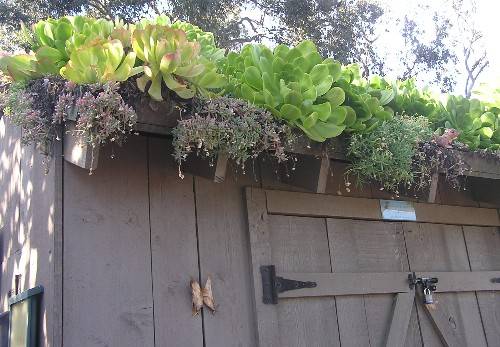 My Carolina Yard: The Year of the Succulent: Tips for creating a ...