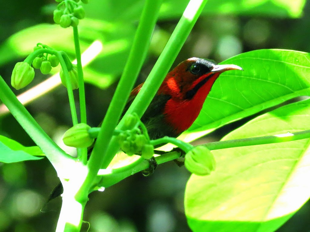 Singapore Birds by a Foreigner