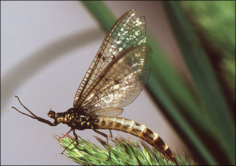 Mayfly - Insects Morphology