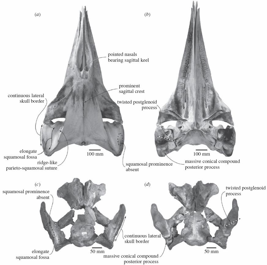 The Coastal Paleontologist: Evolution of the pygmy right whale Caperea ...