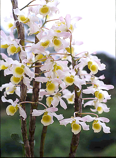 Den. signatum 'Yamamoto97' | Dendrobium Blog