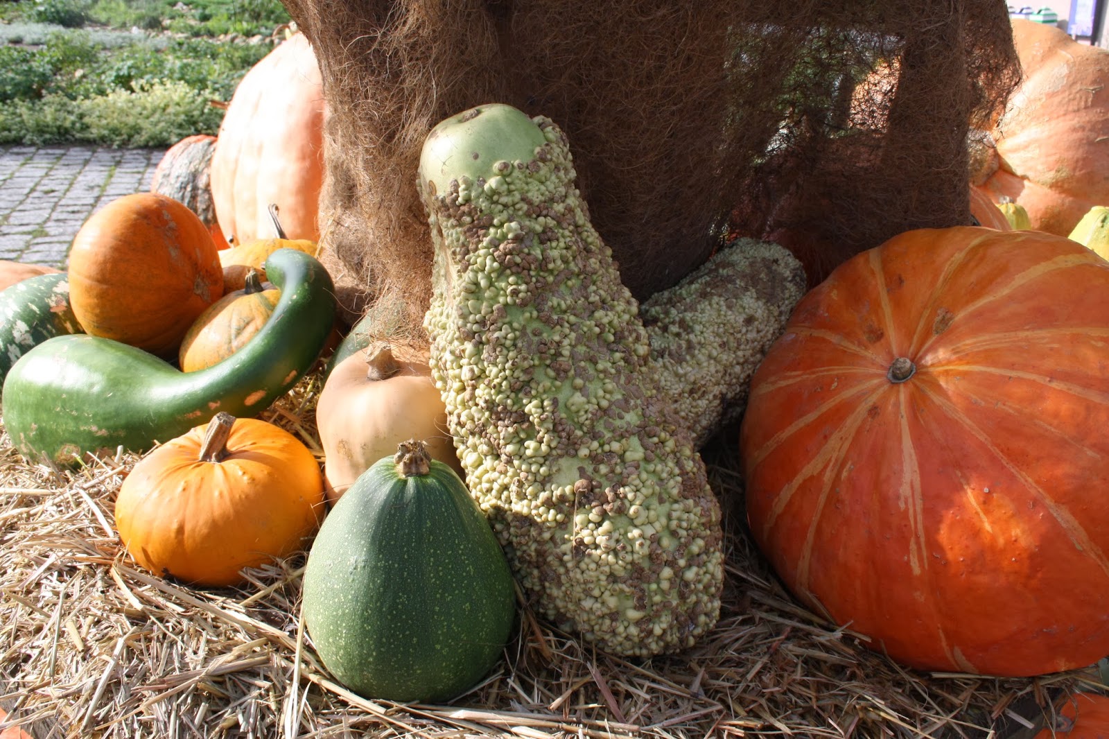 .: Jardín Botánioco Atlántico de Gijón Concurso y exposición de Calabazas.