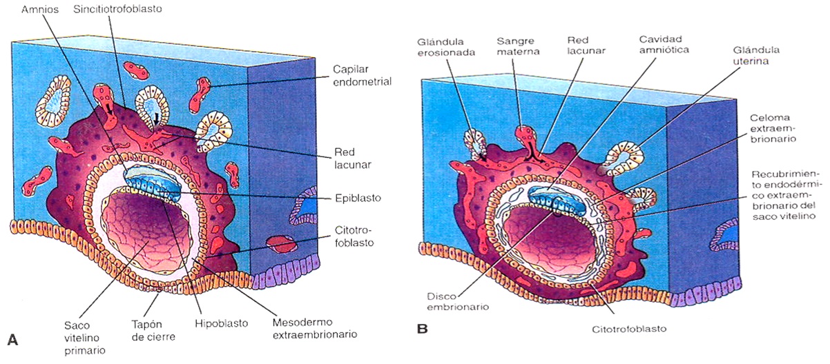 _: CLASE EMBRIOLOGIA N4, FECUNDACION Y DESARROLLO EMBRIONARIO, Primera ...