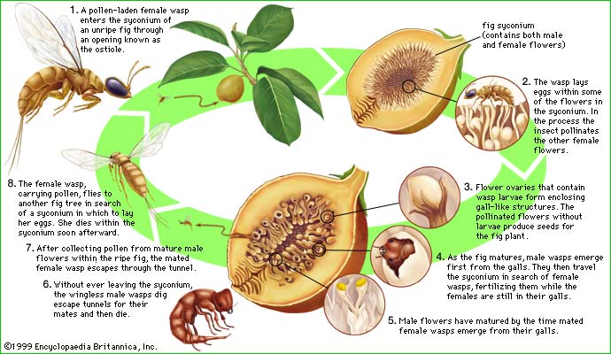 Going Green In Saratoga: Figs, Fig Wasps, and Pollinators in Decline ...