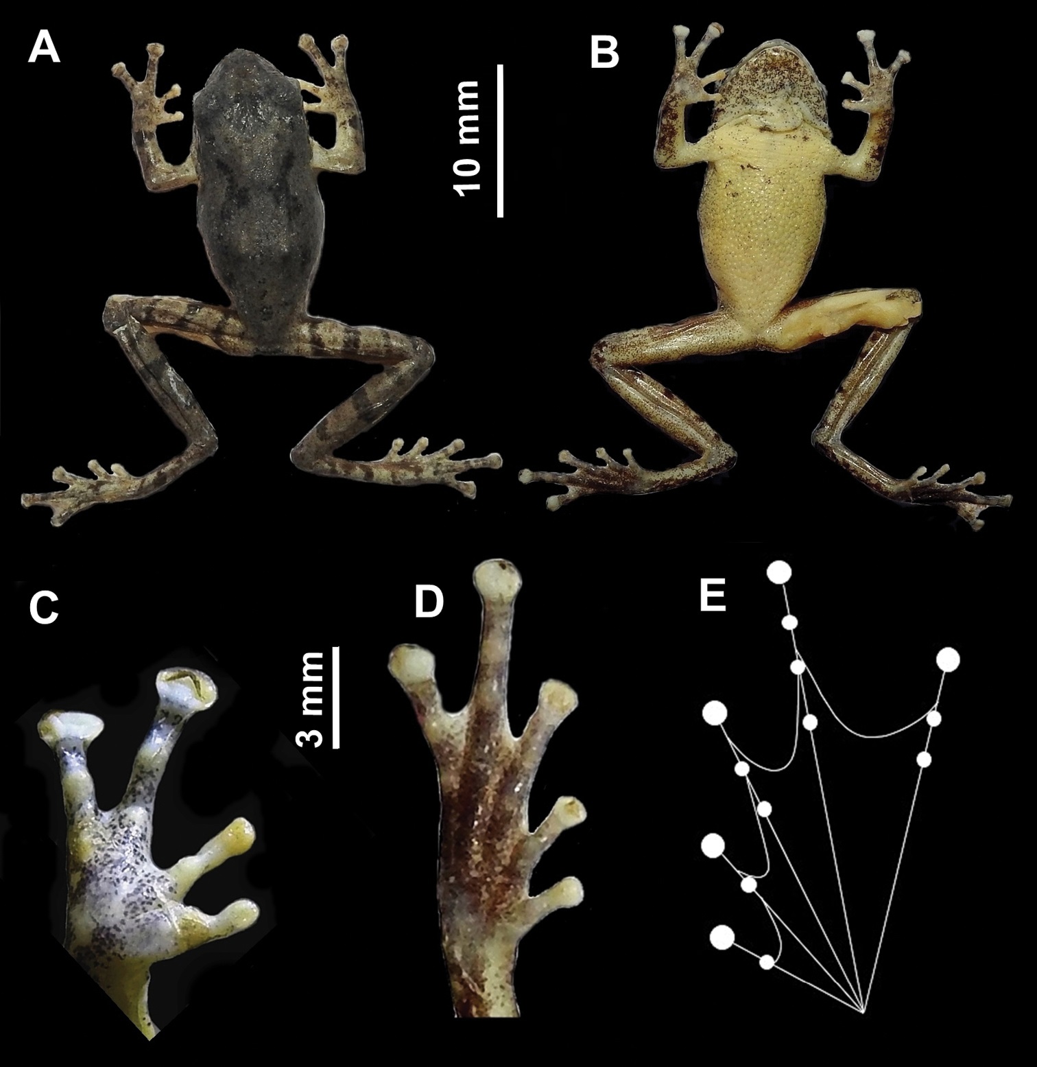 Species New to Science: [Herpetology • 2020] Raorchestes rezakhani • A ...