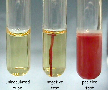 Lecture Notes in Medical Technology: Lecture #1: BACTERIAL CYTOLOGY